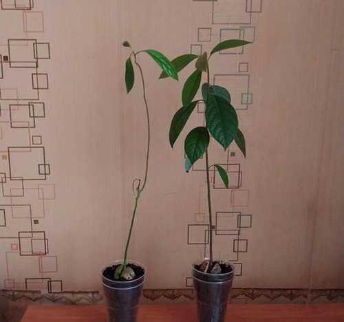 Комнатные растения - авокадо 2 шт