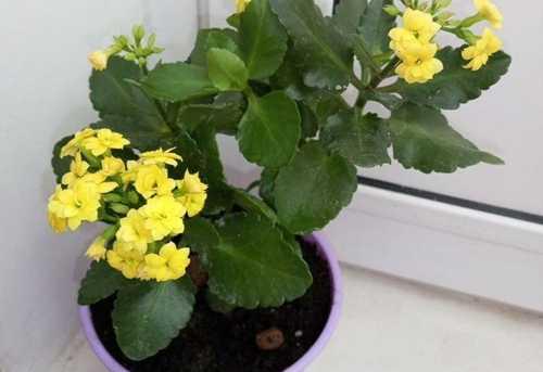 Цветок каланхоэ (комнатное растение)