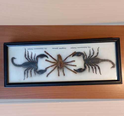 Скорпионы и Тарантул под стеклом Чучело