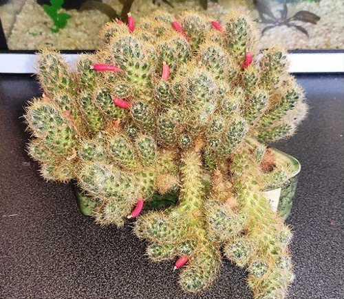 Кактус Маммилярия Вильда (Mammillaria Wildii)