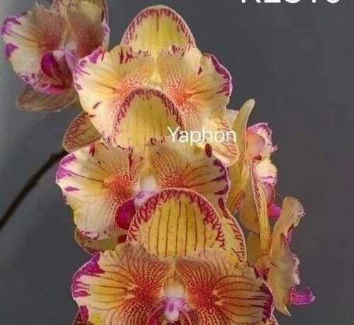 Орхидея бабочка Азия нецветущие