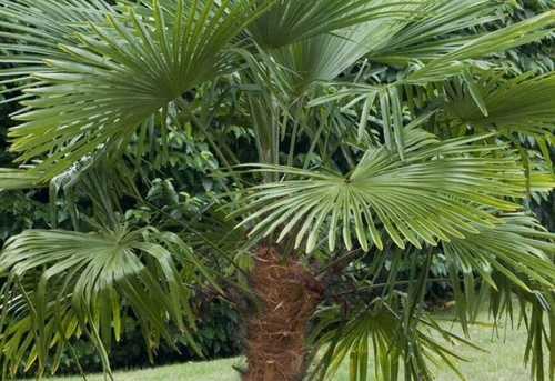 Пальма трахикарпус 20 см