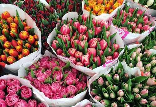 Купить Тюльпаны красивые с доставкой