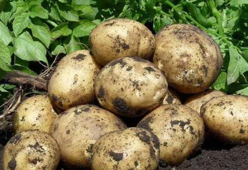 Отборный картофель для посадки