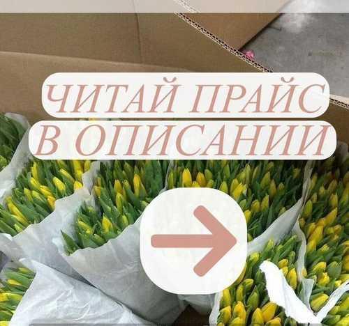 Тюльпаны оптом