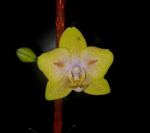 Орхидея фаленопсис Phal. Yaphon Green Batman