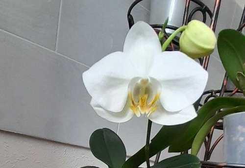 Орхидея посадка реанимация