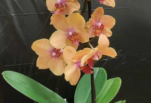 Цветущая орхидея мультифлора