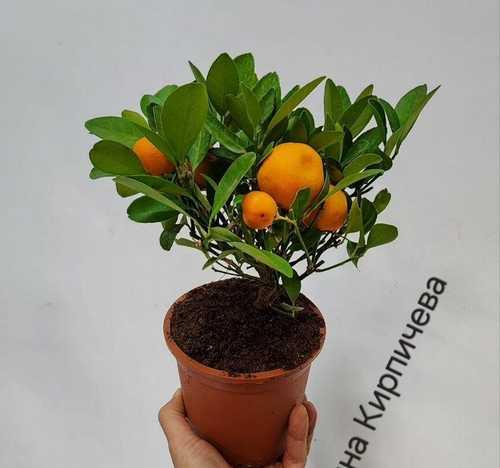 Мандарин "Calamondin"