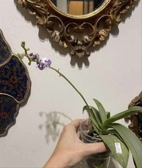 Орхидея бабочка азиат