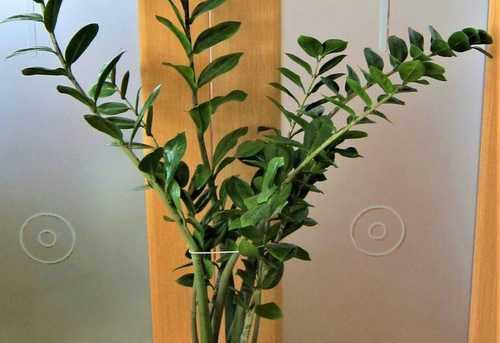 Растения крупномеры - Замиокулькас и Сансевиерия