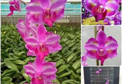 Орхидея фаленопсис purple gem miki leopard