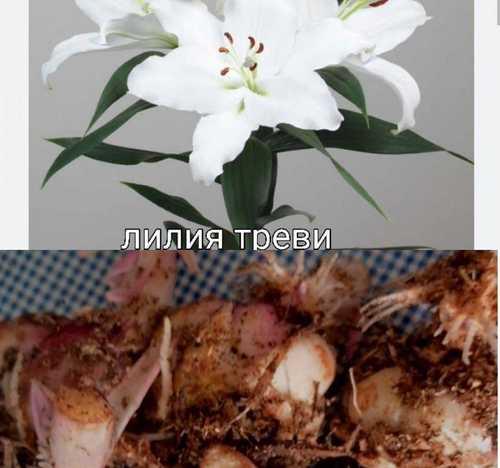 Лилии луковицы
