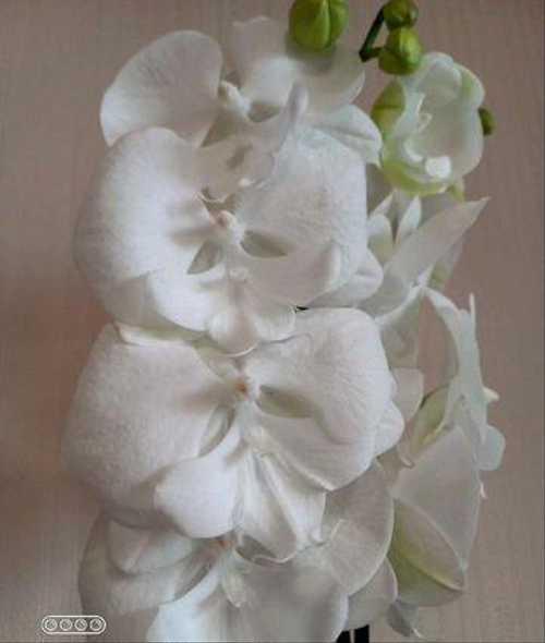 Орхидея фаленопсис биг лип белоснежный Леонтин
