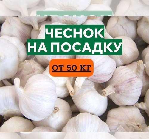 Чеснок озимый на посадку