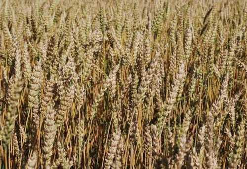 Семена пшеницы "Новосибирская-41" ос сэ, цена за т
