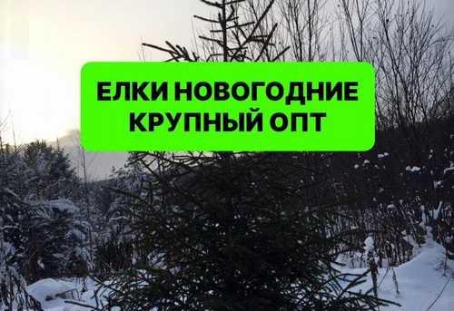 Елки новогодние Крупный опт из Вологодской обл