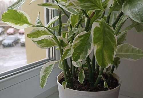 Комнатное растение Педилантус