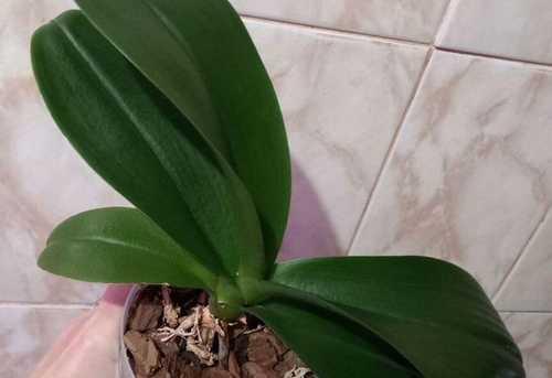 Орхидея фаленопсис Легато бабочка