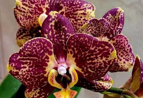 Орхидея Phal. Sogo Rondini
