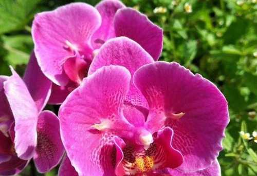 Орхидея фаленопсис Ching Ann Diamond (peloric)
