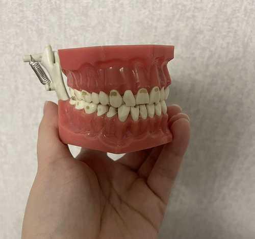 Учебный стоматологический фантом Arma dental studi