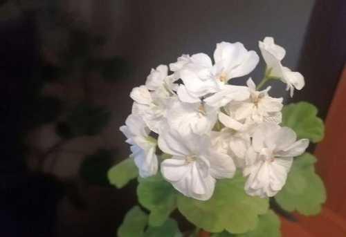Комнатные цветы (герань, молочай)