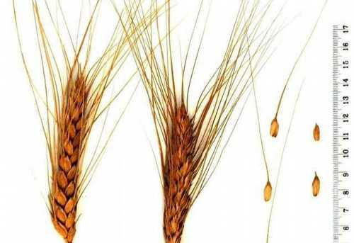 Семена твердой яровой пшеницы Мелодия Дона