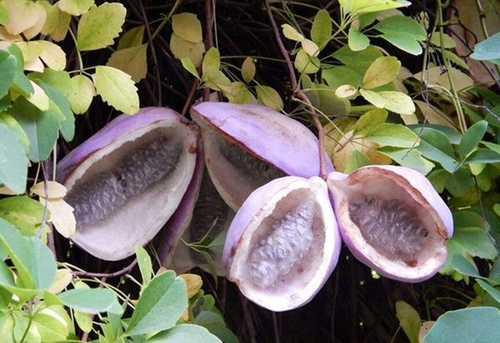 Акебия пятерная (лат. Akebia quinata)