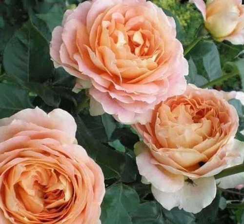 Саженцы роз "Карамель антик"