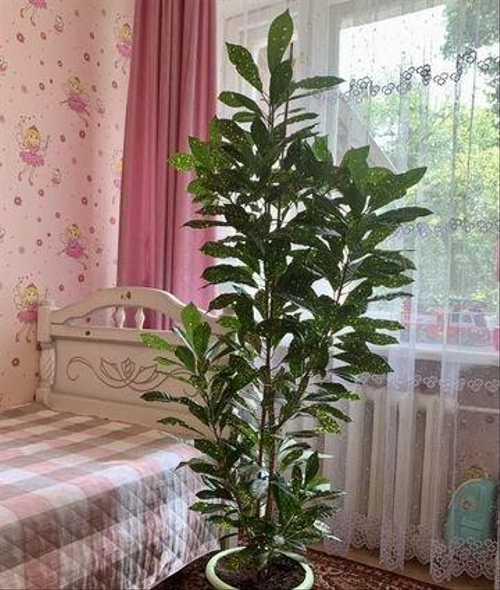 Аукуба комнатное растение кротон золотое дерево