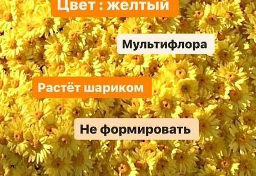 Хризантемы мультифлора желтая