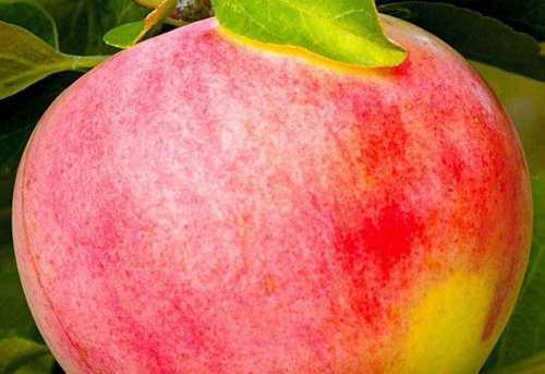 Саженцы плодов ягодных декаративных культур