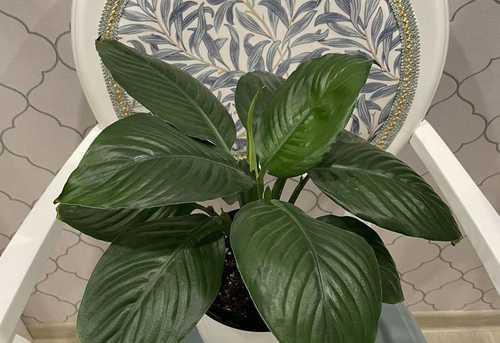 Spathiphyllum Black Beauty