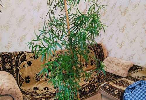 Аспарагус серповидный комнатные растения