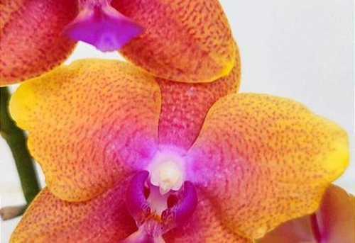 Орхидея фаленопсис Bolgheri Fragrance D12/60