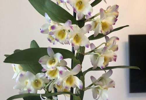 Дендробиум Нобиле орхидея,фиолет-желто-белая