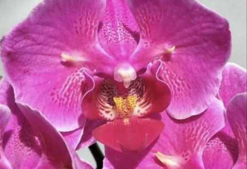 Орхидея Ann Diamond бабочка 2.5