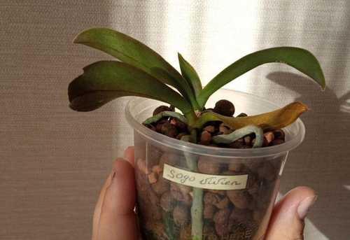 Орхидея фаленопсис Сого Вивьен