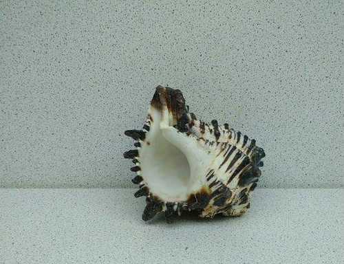 Мурекс Негретос 7,3 морская ракушка раковина