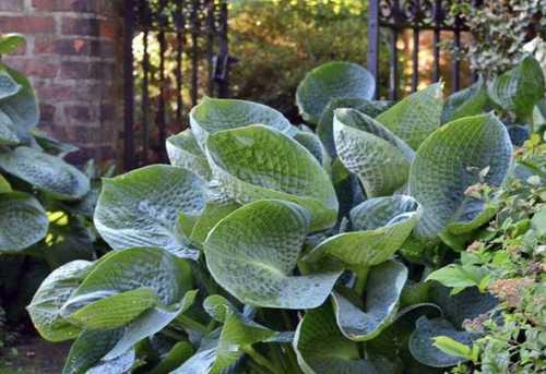 Хоста Drinking Gourd, Frances Williams и др