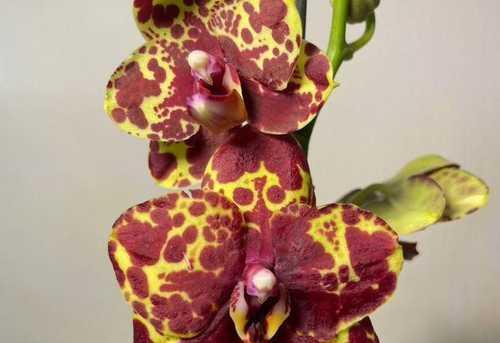 Орхидея фаленопсис Змеиная кожа