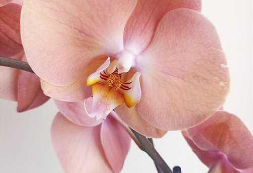 Орхидея фаленопсис Suki