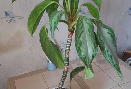 Пальма кордилина