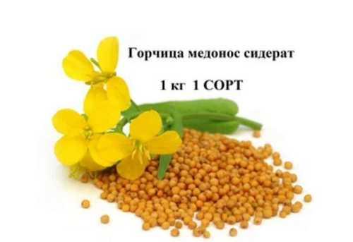 Горчица сидерат