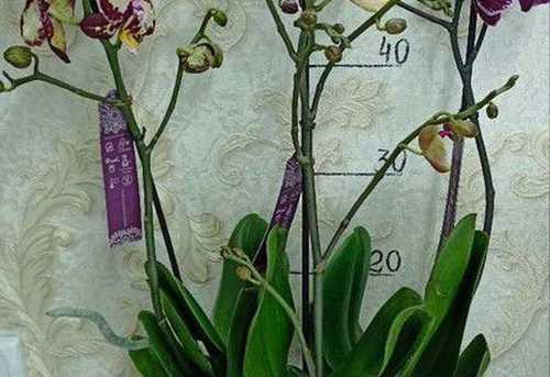 Сортовые Орхидеи