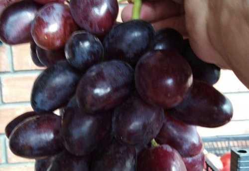 Черенки винограда крупноплодных столовых сортов