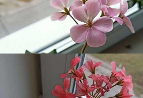 Нано пеларгония розовая