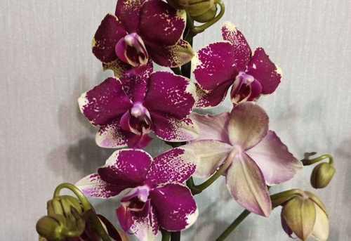 Орхидея фаленопсис Rombley
