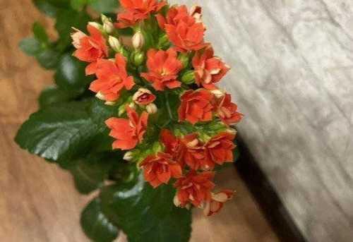 Каланхоэ лечебное растение цветет красиво и долго